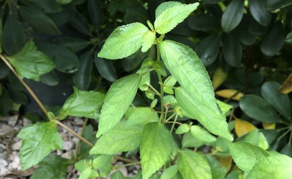 Acalypha australis L.|鐵莧菜|铁苋菜 – Shiu Ying Hu Herbarium Collections