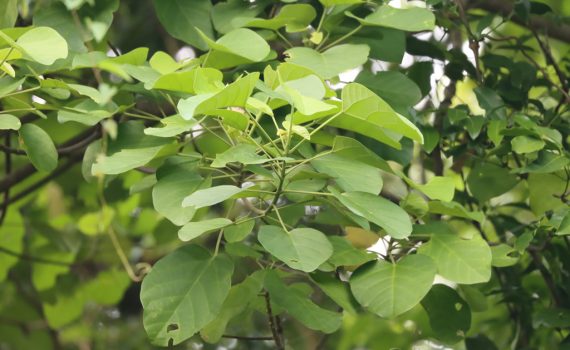 Endospermum chinense Benth.|黃桐|黄桐 – Shiu Ying Hu Herbarium Collections